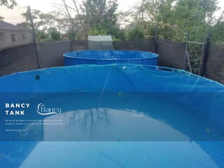 Zambia Customer Tilapia Farming in Tanks - Bancytank