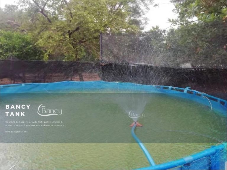 Zambia Customer Tilapia Farming in Tanks - Bancytank